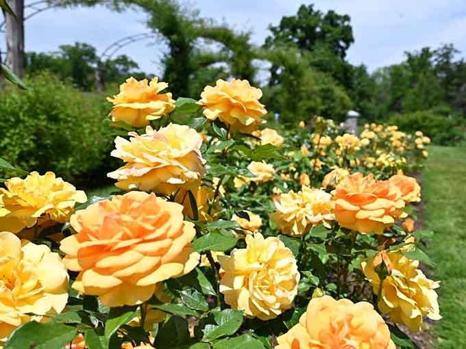 Golden roses glowing in the sunlight, proving yellow is definitely having a moment here.