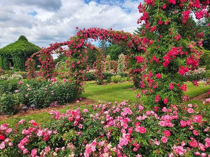 Pink and crimson roses cascade over arches like nature decided to show off its best work all at once.