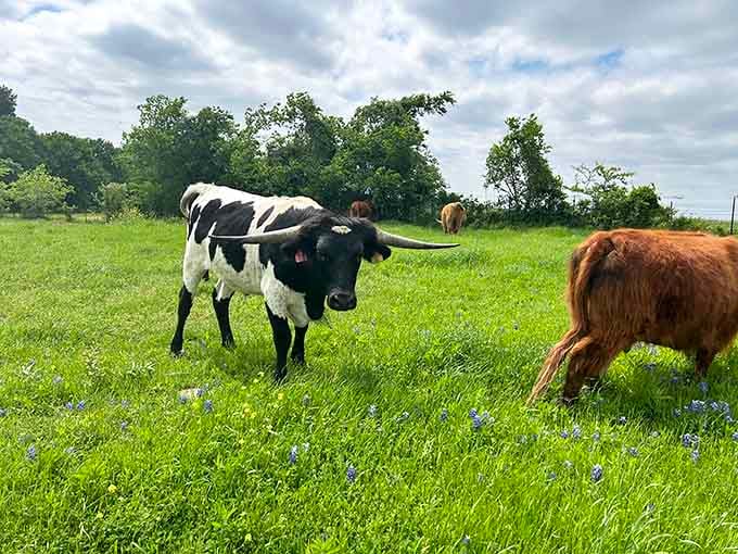 Even the longhorns pause their grazing to appreciate living in what's basically a postcard come to life.