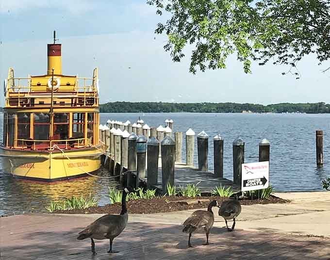 Even the local geese know this is prime waterfront real estate, casually strolling past like they own the place.
