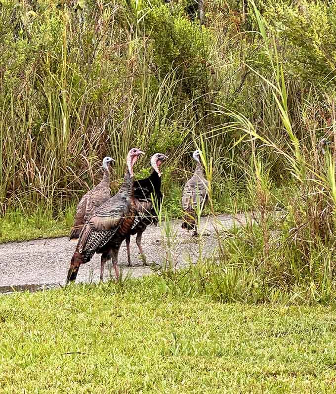 Wild turkeys strutting around like they own the place, which, let's be honest, they absolutely do in this wilderness.