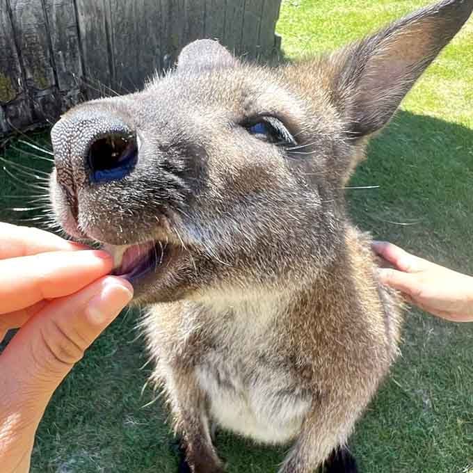 That moment when a wallaby accepts your snack offering and you realize you've peaked as a human being.