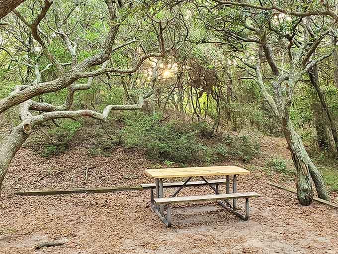 A solitary picnic table beneath twisted oaks offers the kind of peaceful lunch spot where squirrels are your only dining companions.