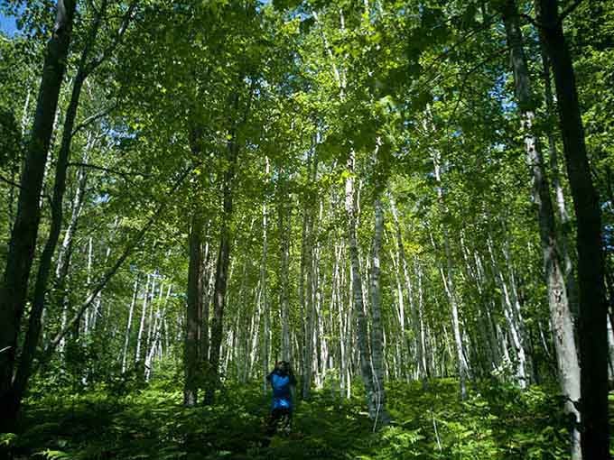 The forest canopy here filters sunlight like nature's own cathedral, minus the uncomfortable pews and collection plates.