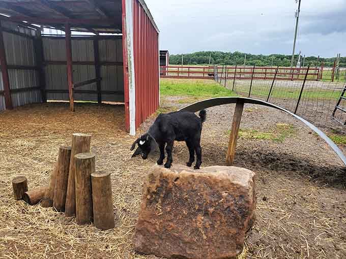 This goat's living its best life on a rock throne, clearly the farm's reigning drama queen.