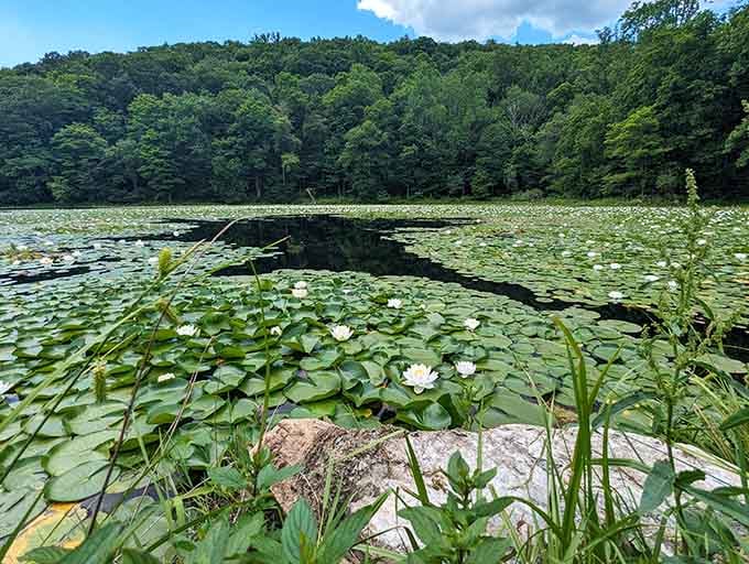 Water lilies creating a natural masterpiece that Bob Ross would've absolutely loved painting on a lazy afternoon.