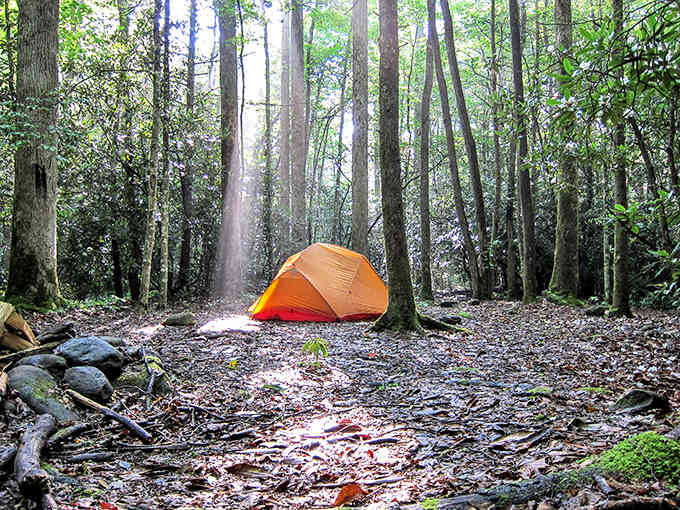 Camping among ancient giants beats any five-star hotel, and the room service is surprisingly good if you like acorns.