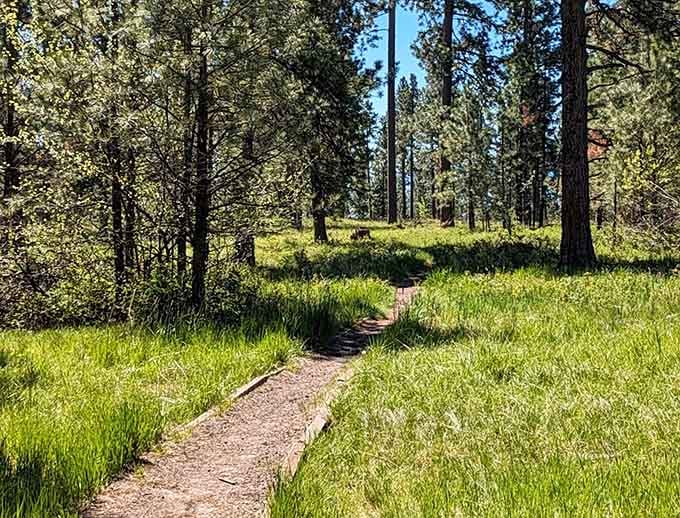 Trail through ponderosa pines where the only traffic you'll encounter involves the occasional deer crossing without looking both ways.