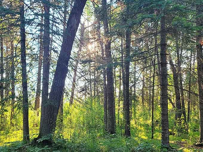 Sunlight filtering through the pines creates that magical forest glow you can't capture on Instagram, but you'll try anyway.