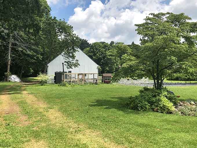 That charming white barn stands ready to house all your lavender dreams and aromatic aspirations.