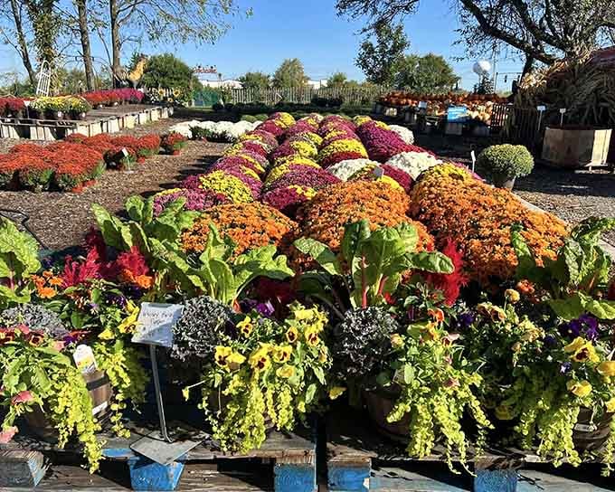 Fall's greatest hits displayed in living color, because apparently mums come in more varieties than streaming service subscriptions these days.