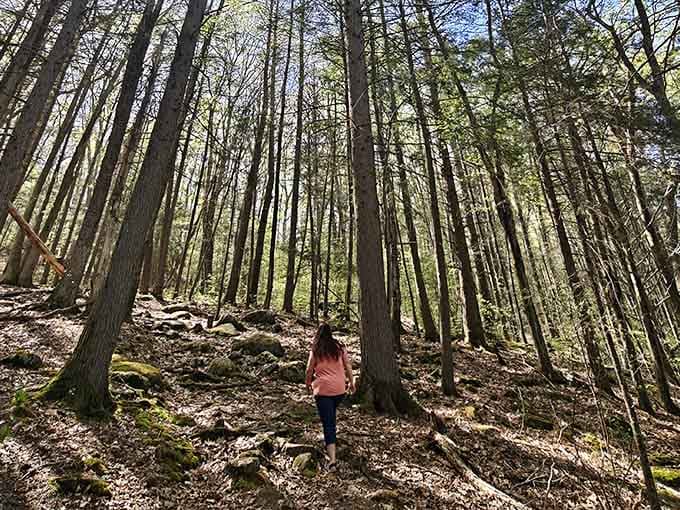 Sometimes the best hiking companion is sunlight filtering through trees that have seen generations pass by.