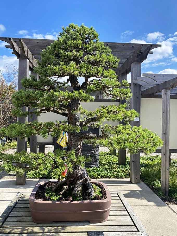 This bonsai has more patience and discipline than most of us will ever achieve in our entire lives.