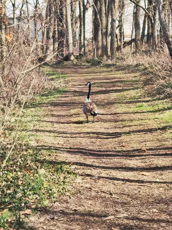 When a Canadian goose owns the trail, you simply wait your turn and respect the hierarchy.
