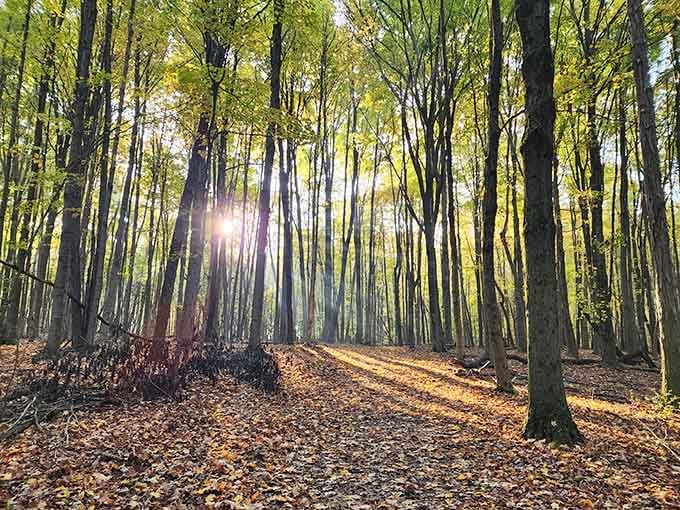 Sunlight filtering through autumn trees like nature's own cathedral, no admission fee required.