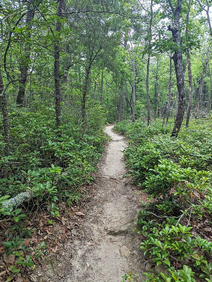 The trail welcomes you with that classic North Carolina forest charm, where every step feels like entering nature's living room.