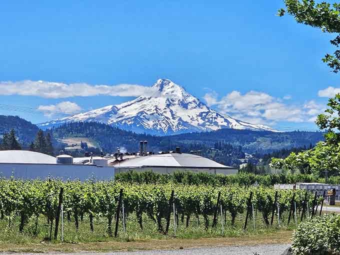 Mount Hood rises beyond the vineyards like nature's own exclamation point at the end of a perfect sentence.