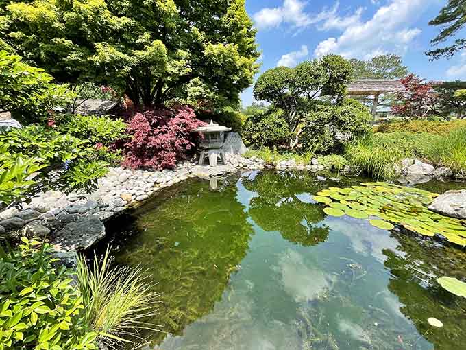 The Japanese Garden's koi pond reflects clouds and lily pads like a living mirror that occasionally ripples with fish.