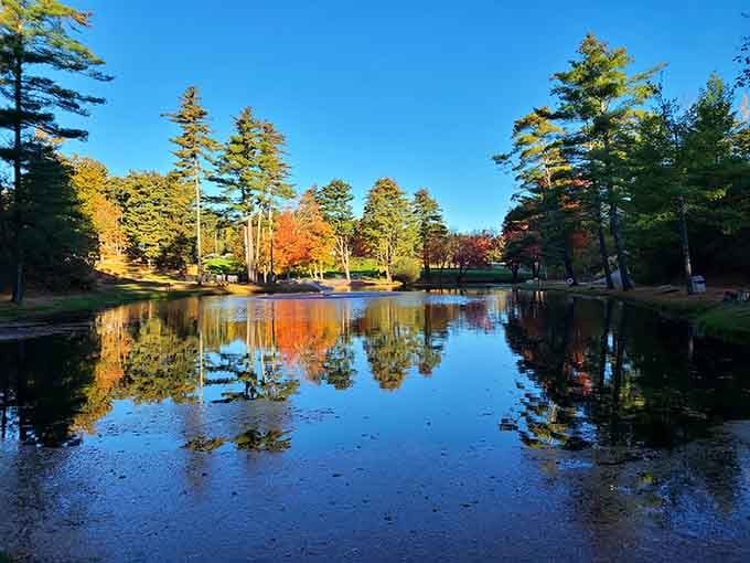 When the pond perfectly mirrors autumn colors, you realize nature's been doing Instagram filters since way before Instagram.