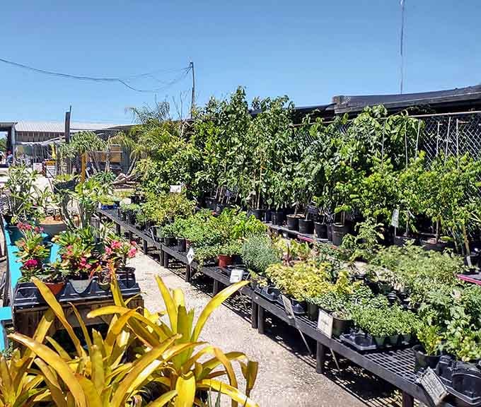This plant nursery could turn your brown thumb green, with enough tropical specimens to jungle-fy any Florida patio.