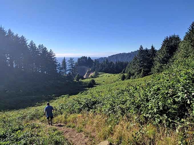 The trail through old-growth forest feels like walking into a Tolkien novel, minus the orcs but with better ocean views.