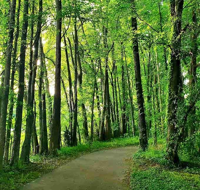 Joe Ford Nature Park's trails wind through green canopies where peace costs nothing but a little walking.