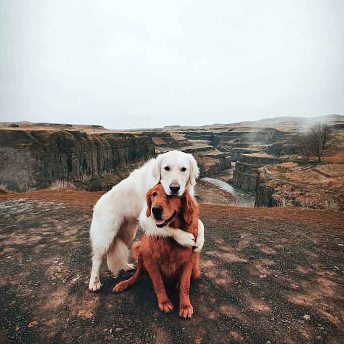 Even the four-legged visitors know this backdrop is pure Instagram gold, proving good taste transcends species.