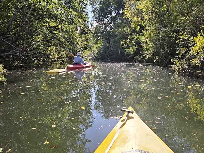 Paddling through tree-canopied waters where the only traffic jam involves curious ducks and fallen leaves.