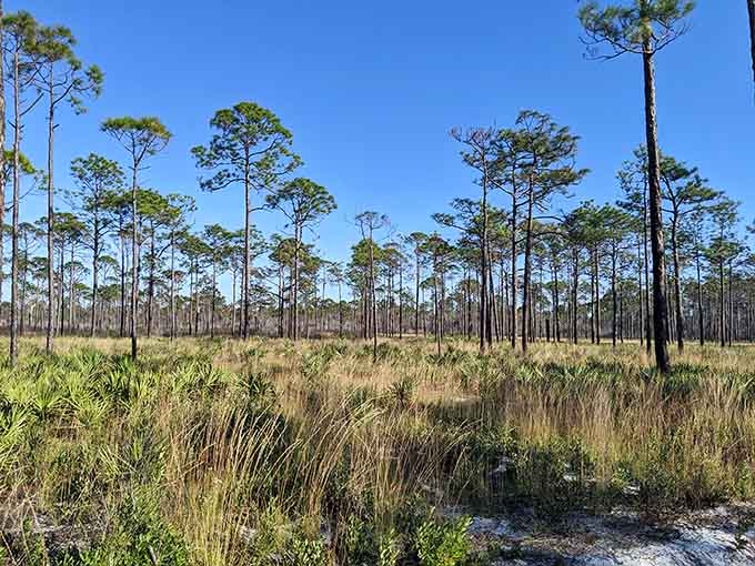 St. Joseph Bay State Buffer Preserve protects nature from becoming another strip mall, bless its heart.