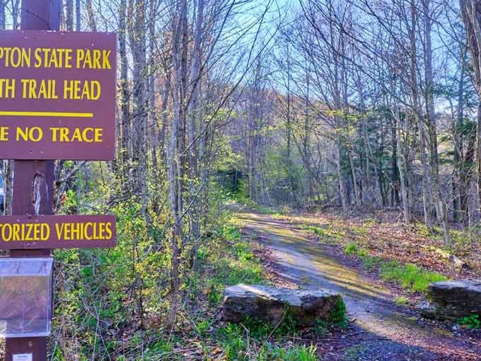Forest trails that wind through trees like this make you forget your phone exists, which is basically magic.