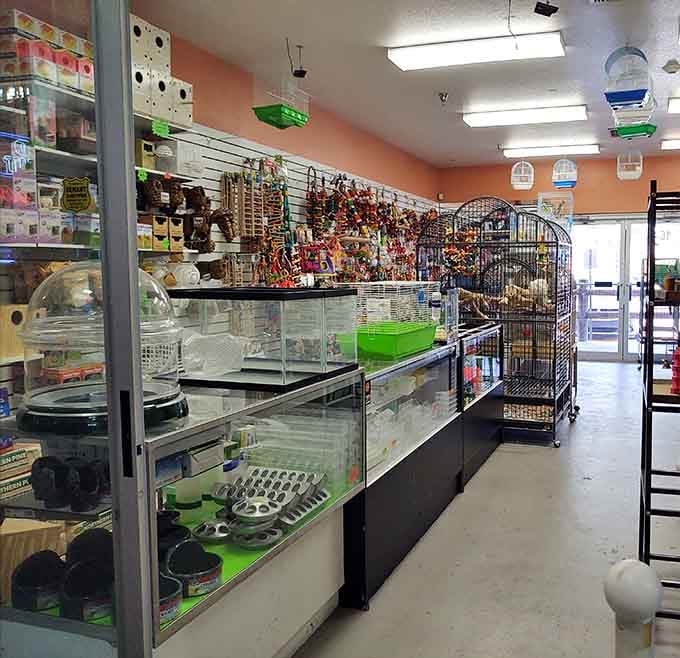 Pet supplies galore, because Fluffy deserves nice things too without breaking the bank.