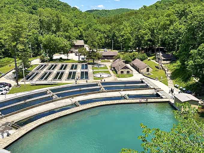 The hatchery's concrete raceways hold tomorrow's dinner, swimming blissfully unaware of their delicious destiny awaiting them downstream.