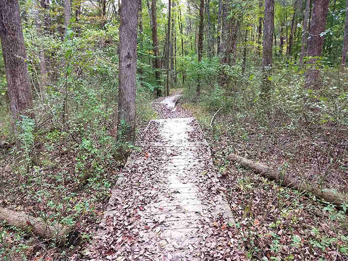 Leaf-covered trails that crunch underfoot, reminding you why fall hiking beats any treadmill session hands down.