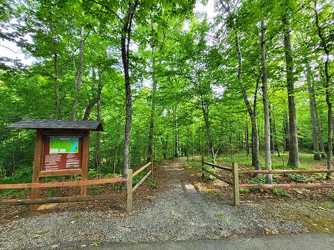 Shaded forest trails that make you wonder why you ever thought a treadmill was a good idea.