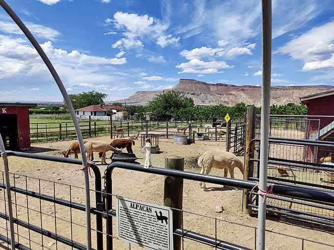 From this angle, you can see why Palisade's dramatic landscape makes the perfect backdrop for these gentle creatures.