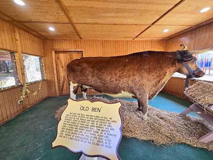 Meet Old Ben, the steer who redefined what "big" means and still impresses visitors decades after his prime.