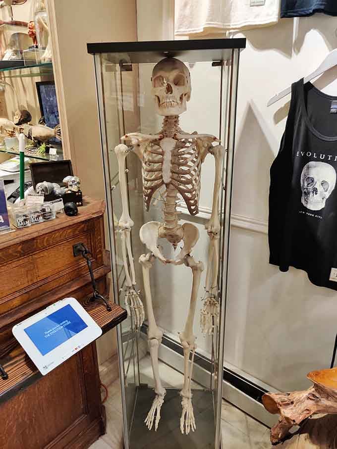 This anatomical model stands ready to teach, inspire, or just really confuse your dinner guests forever.