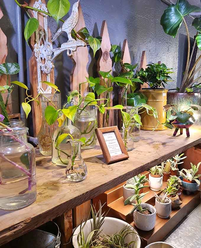 Who knew plant propagation could look this artsy? It's like a botanical science experiment meets vintage charm.