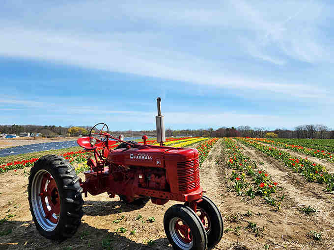 That vintage Farmall tractor has seen more springs than most of us and still looks ready for work.