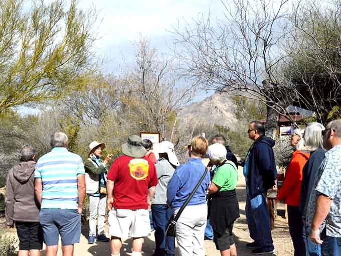 Guided tours reveal desert secrets as knowledgeable docents share fascinating stories about plants that thrive against all odds.