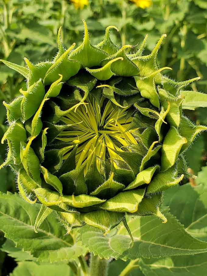 A sunflower bud preparing for its debut like a Broadway star before opening night curtain.