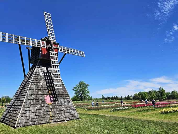 This authentic Dutch windmill proves Holland, Michigan takes its heritage seriously, and we're here for it.
