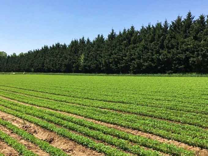 Those perfectly straight rows of crops are more satisfying to look at than a freshly organized sock drawer.