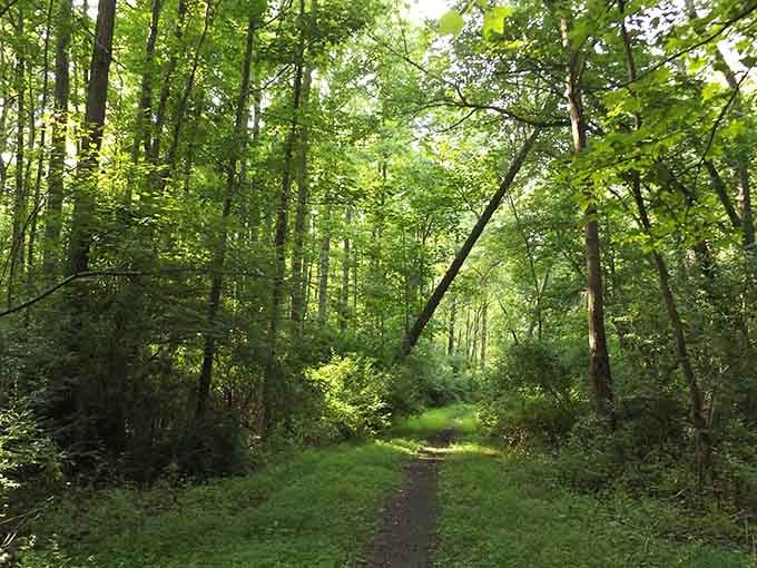 Willow Oak Natural Area proves you don't need a gym membership when nature's treadmill is free.