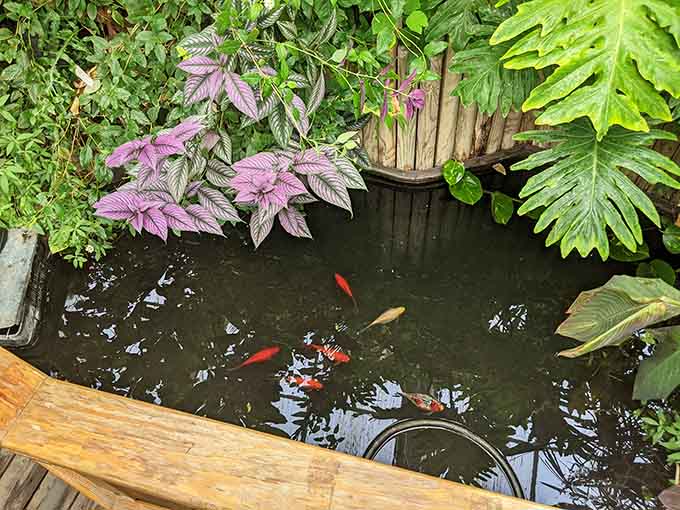 Koi glide beneath purple foliage in this serene pond, living their best life while you stress about deadlines.
