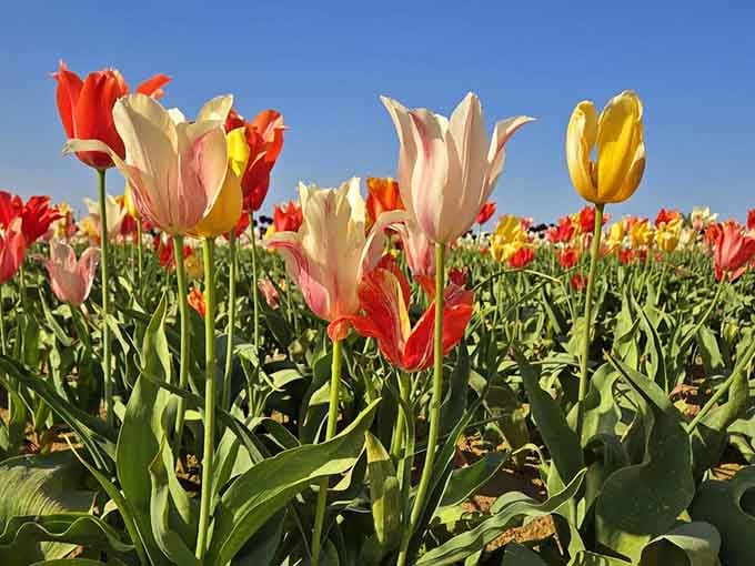 Getting down to tulip level reveals a whole new perspective on spring's most enthusiastic overachievers.