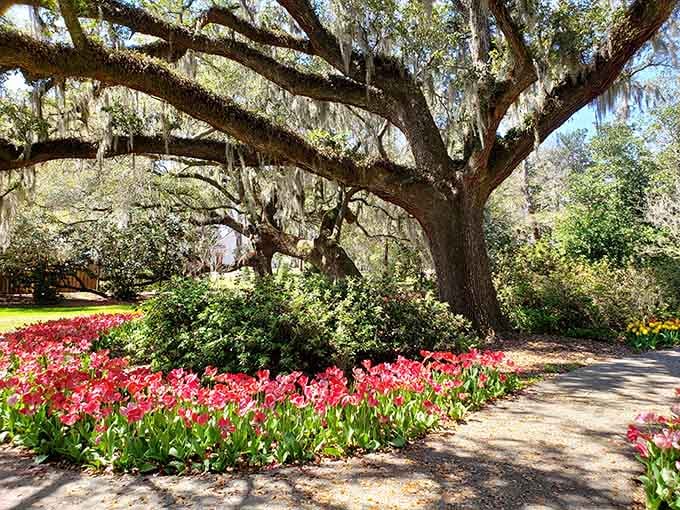 Spanish moss draping from massive oaks while spring tulips carpet the ground in a Southern belle's dream.