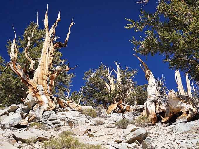 These ancient bristlecone pines have twisted and turned for thousands of years, outlasting entire civilizations.