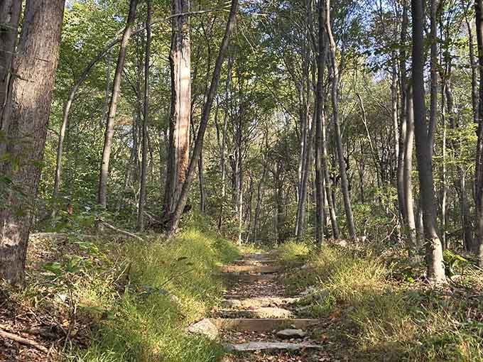 Stone steps climb through golden forest light, each wooden plank a promise of views worth the climb.