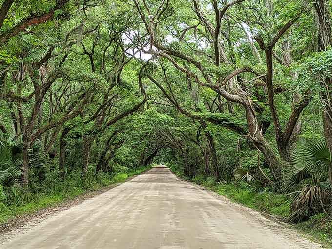 Twisted oak branches create a natural cathedral overhead, their gnarled arms reaching across the sandy path like old friends.